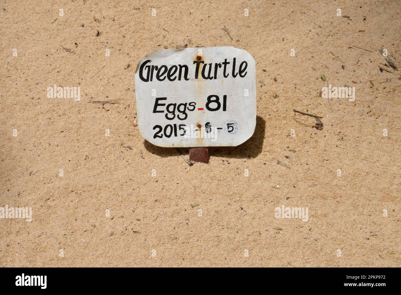 Eggs, green turtle, turtle farm, Koggala, Sri Lanka, Asia Stock Photo ...