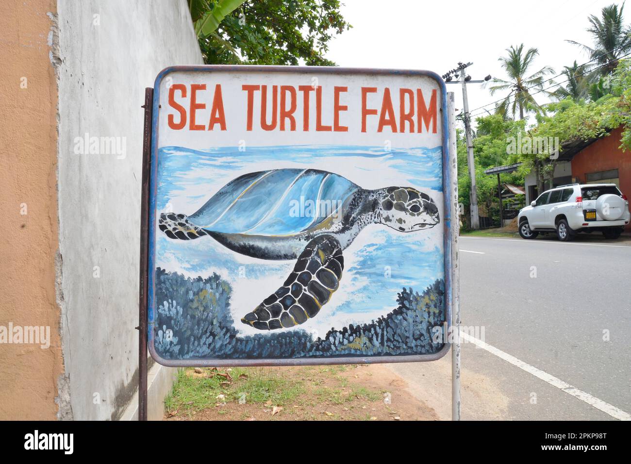 Turtle farm hi-res stock photography and images - Alamy