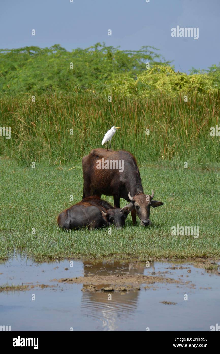 Mattala sri lanka hi-res stock photography and images - Alamy