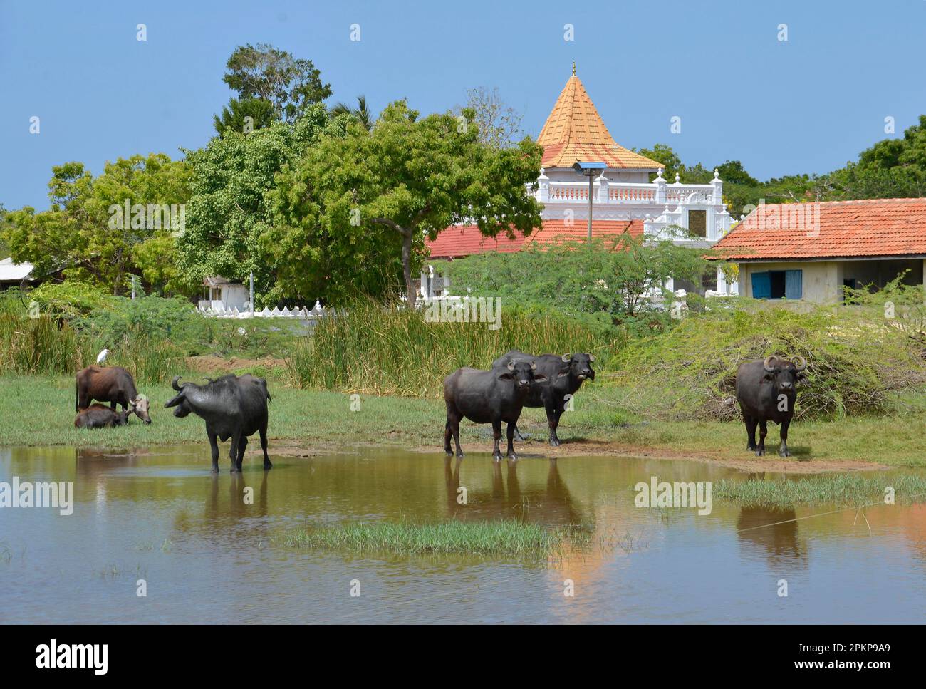 Water buffalo, Mattala, Sri Lanka, Asia Stock Photo - Alamy