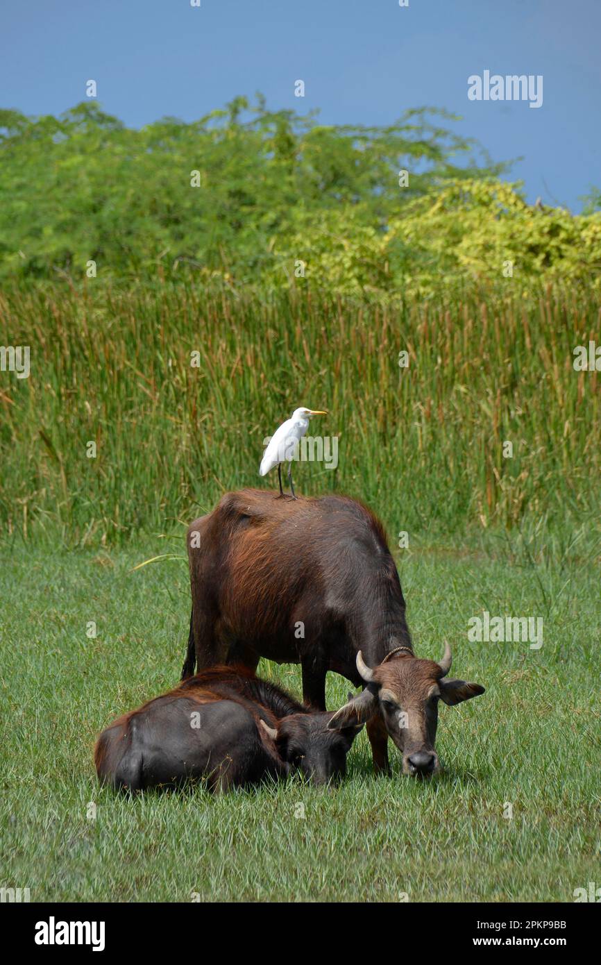 Water buffalo, Mattala, Sri Lanka, Asia Stock Photo - Alamy