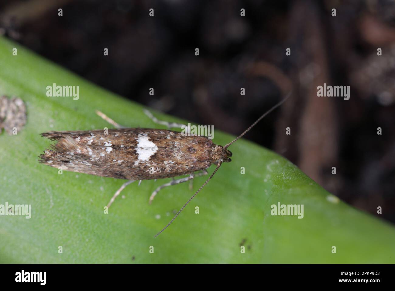Leek moth caterpillar hi-res stock photography and images - Alamy