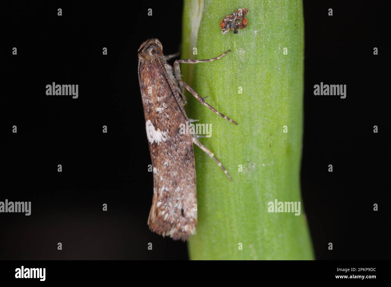 Leek moth caterpillar hi-res stock photography and images - Alamy