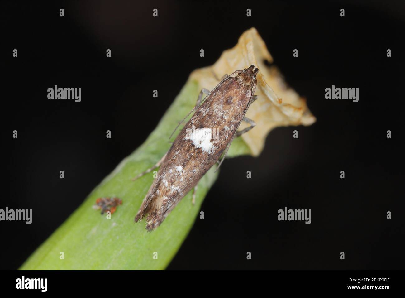 Leek moth (acrolepiopsis assectella) hi-res stock photography and ...