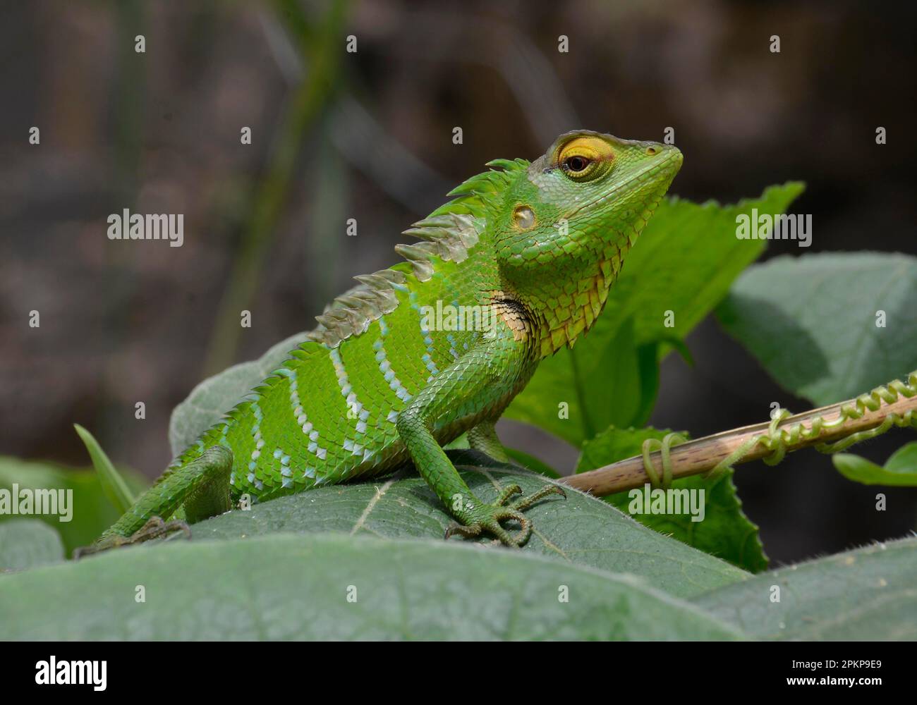 Common green forest lizard hi-res stock photography and images - Alamy