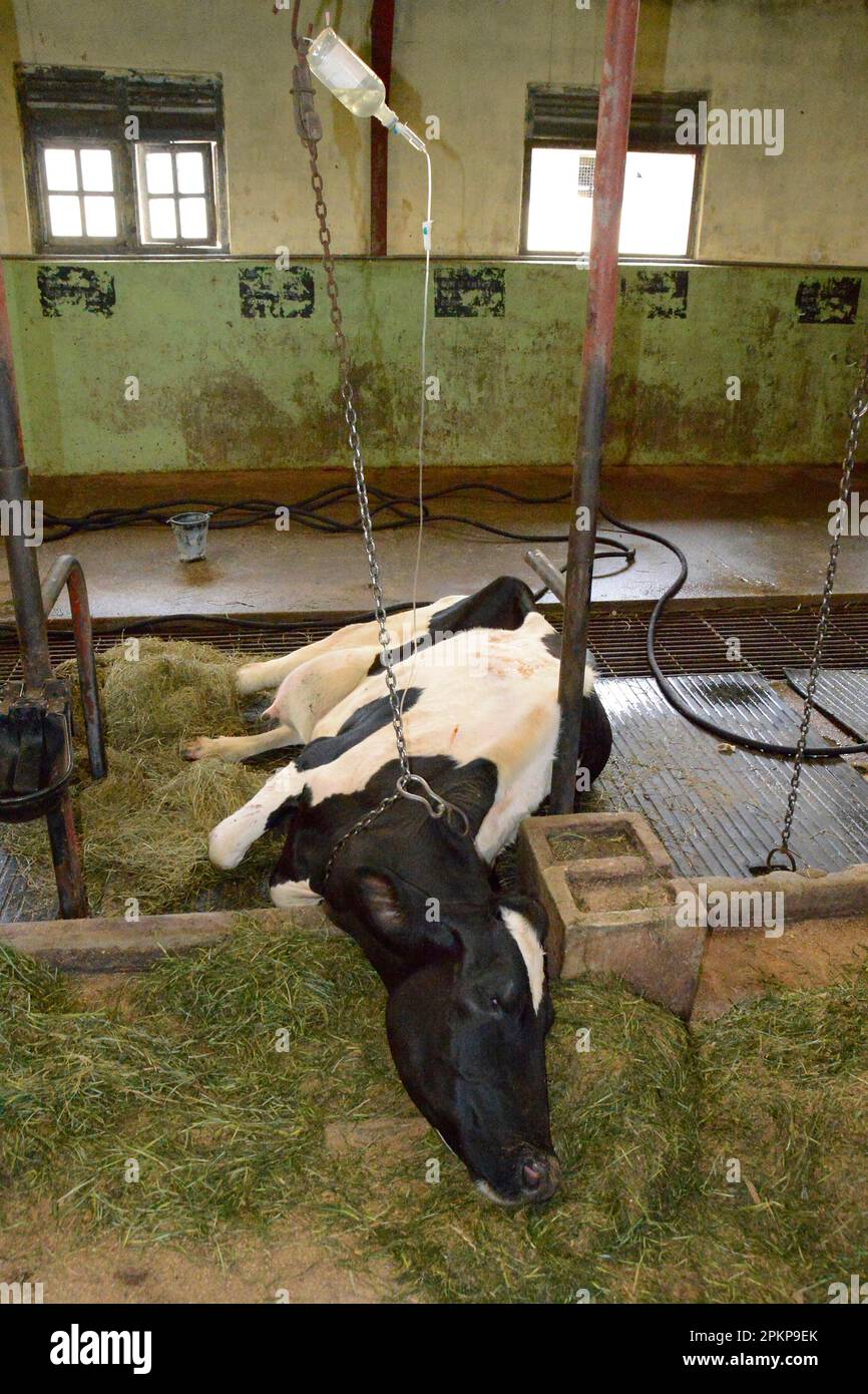 Cow, stable, dairy farm, Ambewela, Sri Lanka, Asia Stock Photo - Alamy