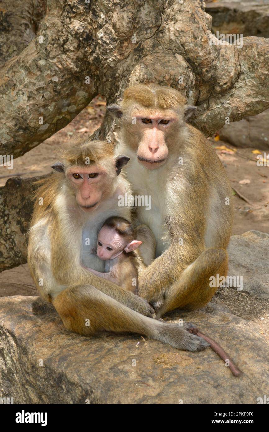 Toque macaques (Macaca sinica), Sri Lanka, Asia Stock Photo - Alamy