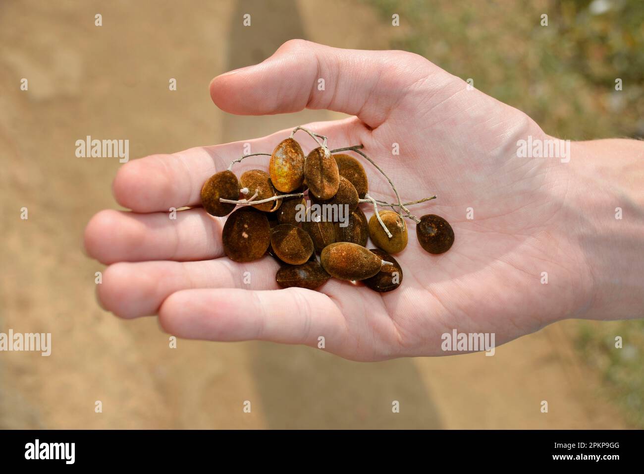 Siyambala hi-res stock photography and images - Alamy