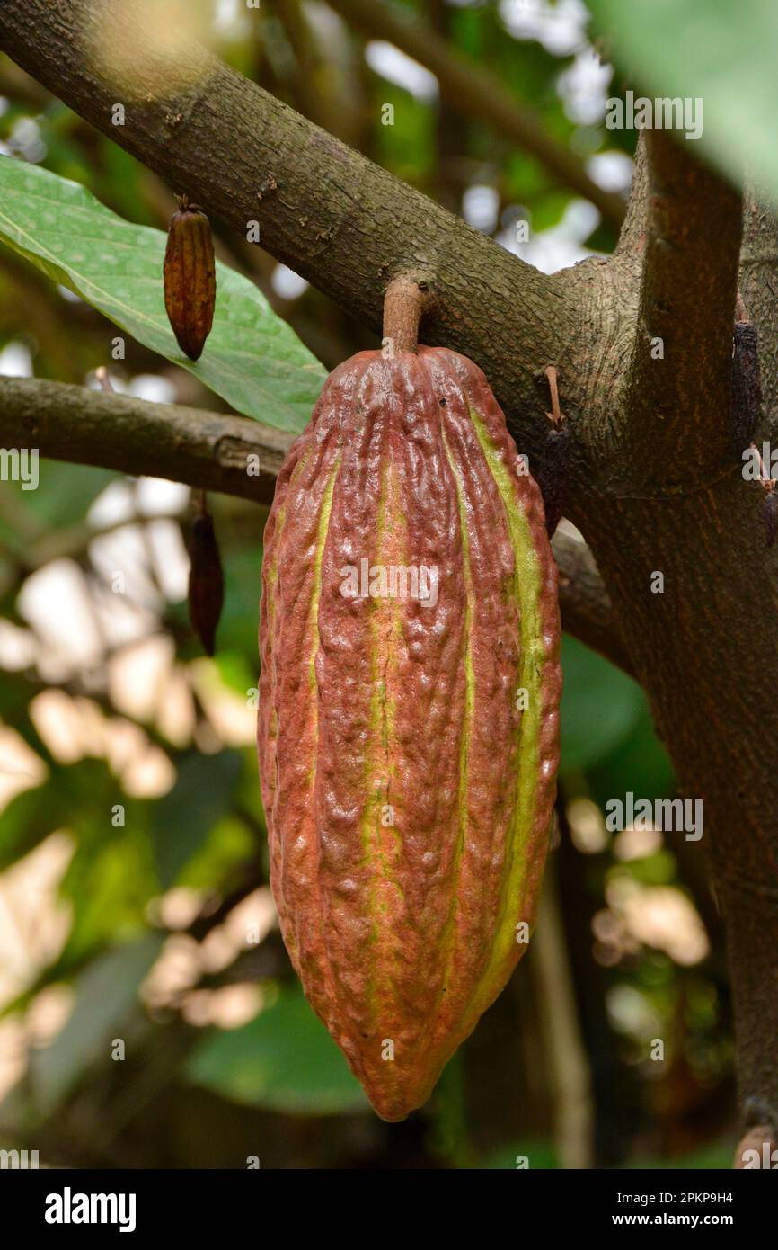 Cocoa fruit, Sri Lanka, Asia Stock Photo - Alamy