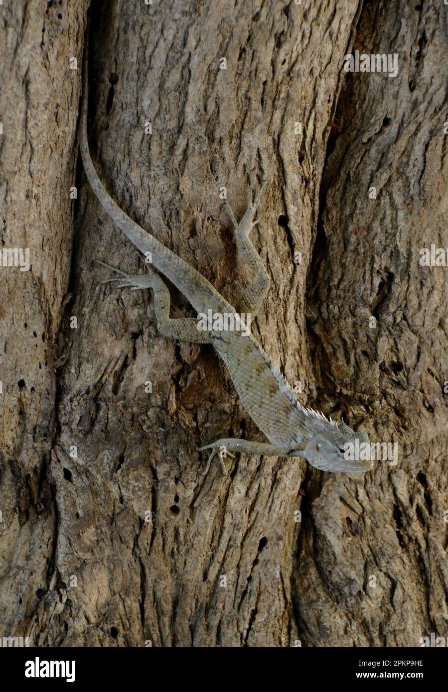 Common oriental garden lizard (calotes versicolor), Minneriya National ...