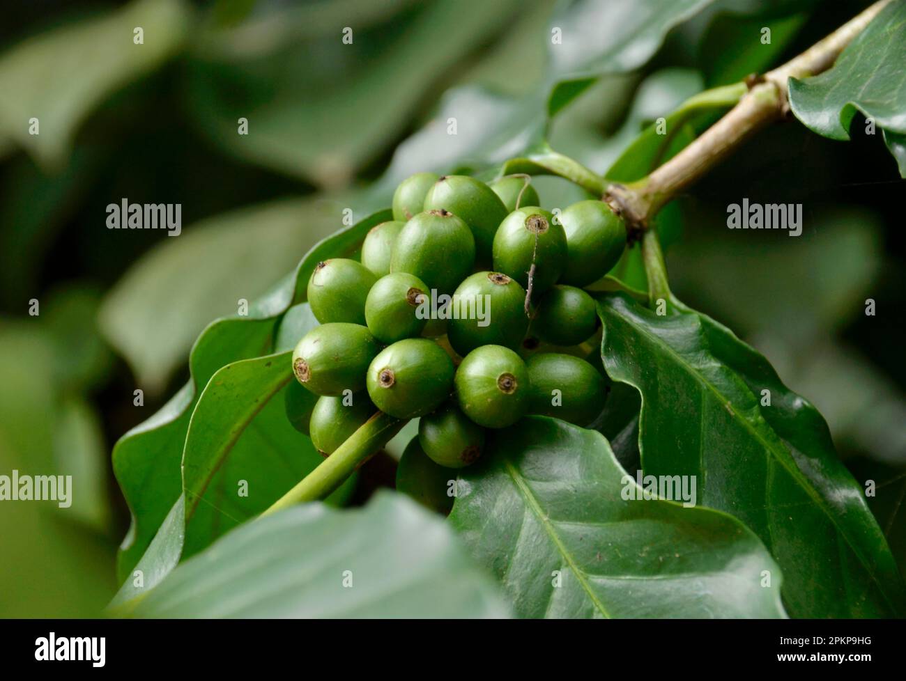 Coffee seed sri lanka hi-res stock photography and images - Alamy