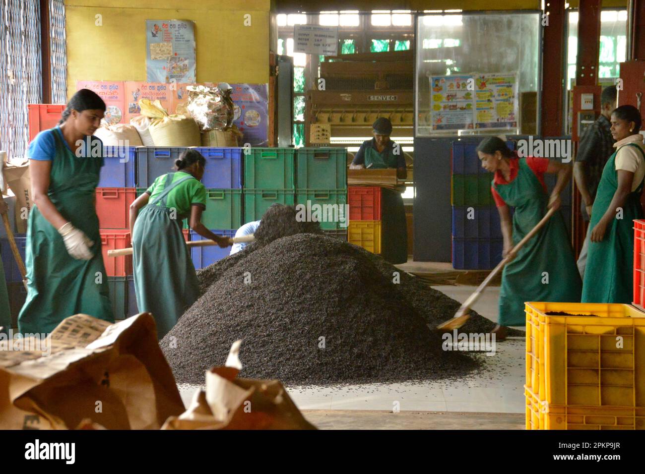 Turning, Tea Factory, Mount Harrow, Nuwara Eliya, Sri Lanka, Asia Stock ...