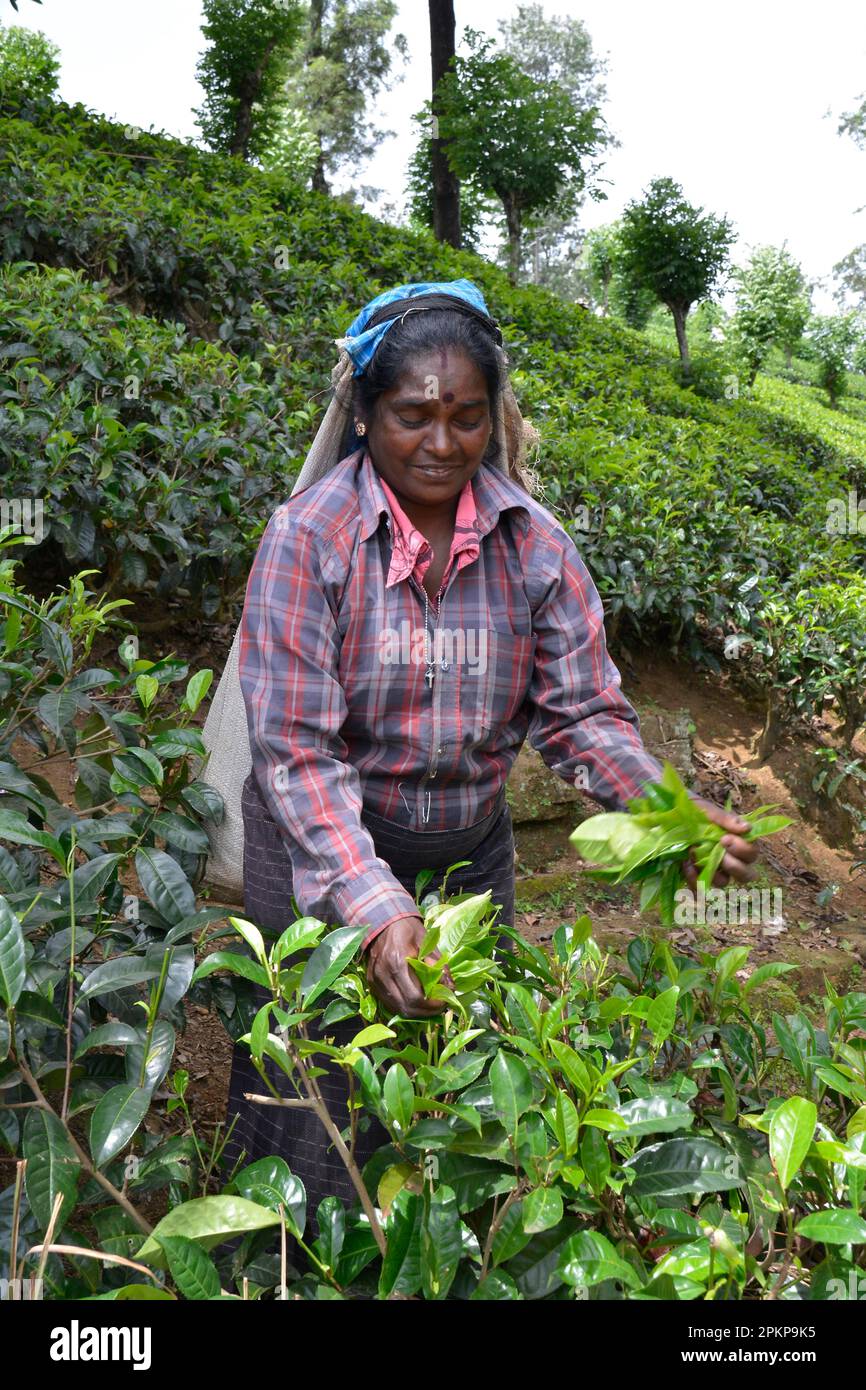 Tea picker, tea plantation, Mount Harrow, Nuwara Eliya, Sri Lanka, Asia ...