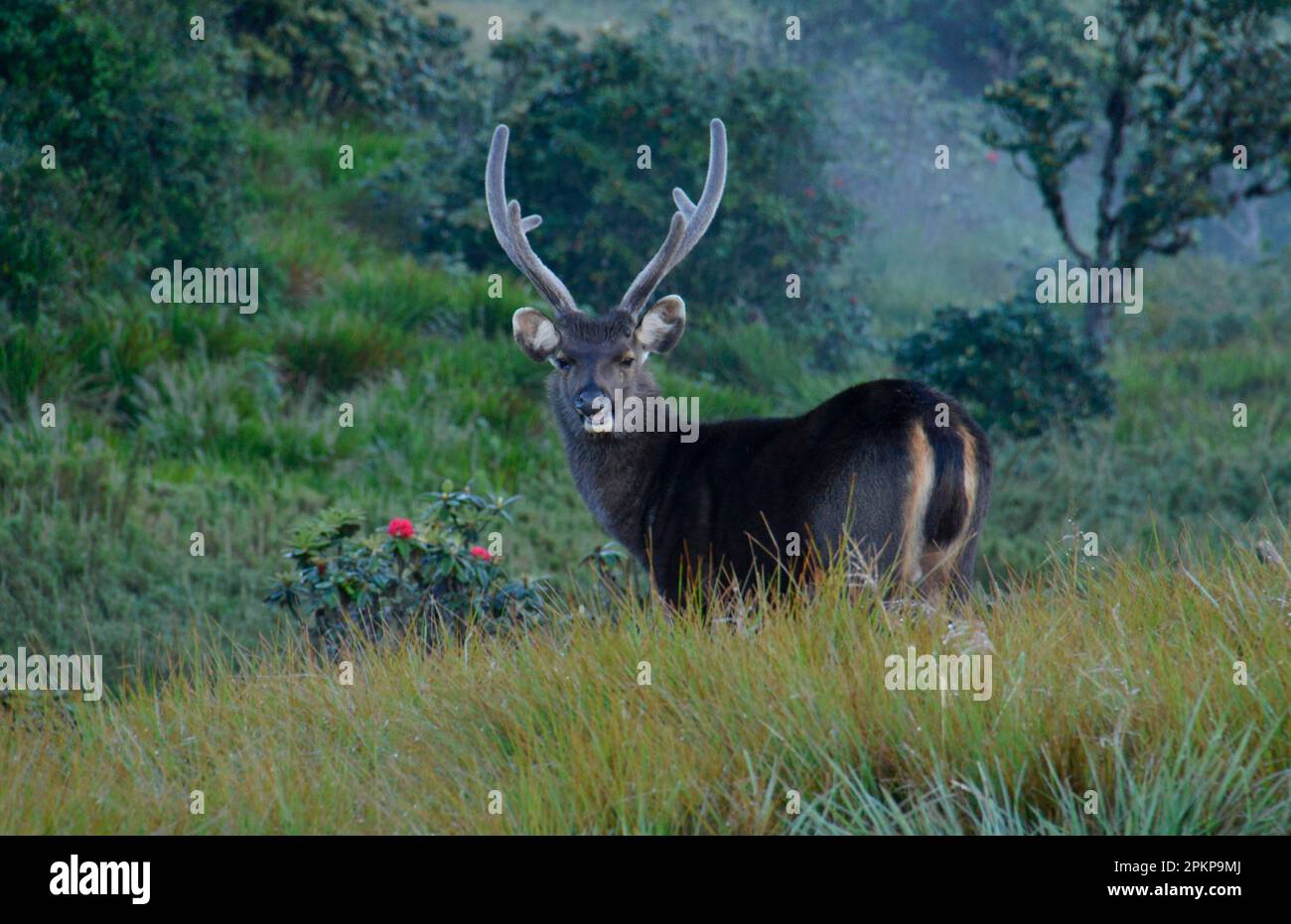 Sri lanka sambar deer hi-res stock photography and images - Alamy