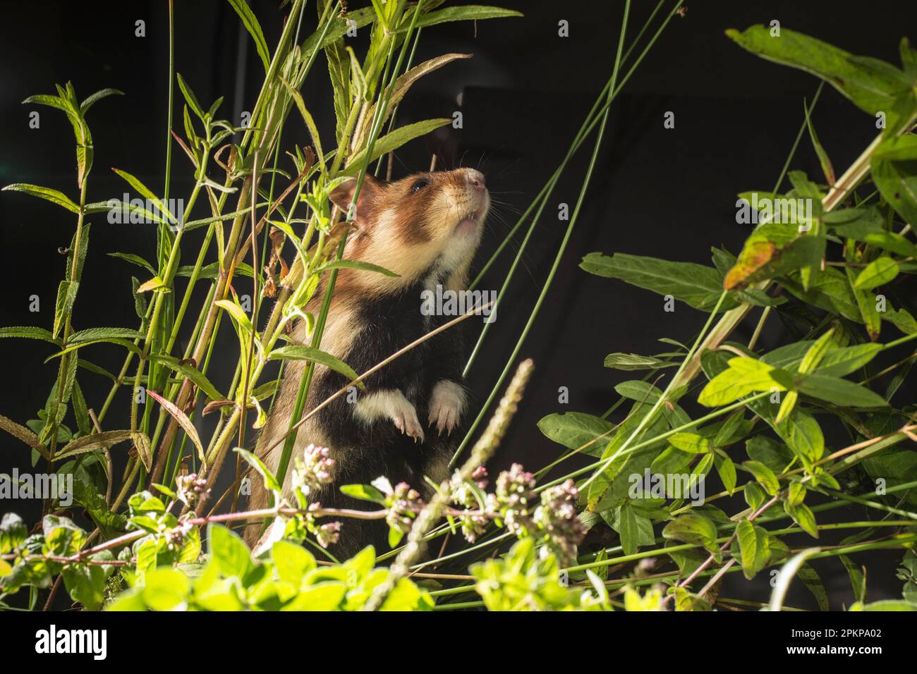 European Hamster (Cricetus cricetus), adult, male, standing up, Europe ...