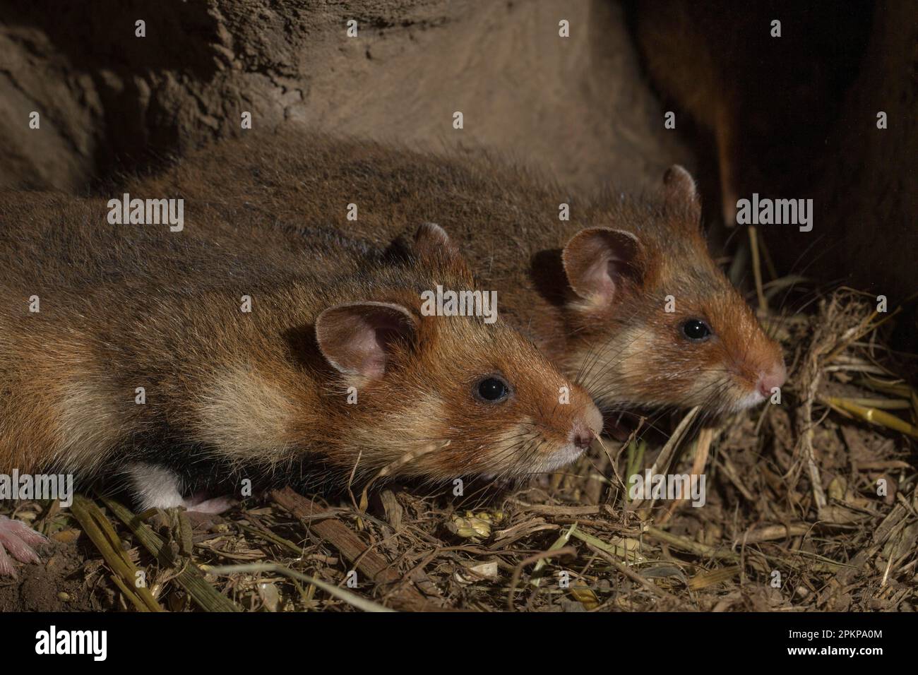 European Hamster (Cricetus cricetus), juvenile, in their burrow, side ...