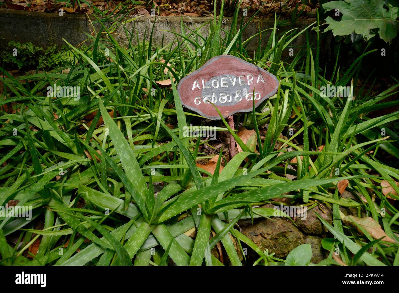 Aloe veras (Aloe vera), spice garden, Matale, Sri Lanka, Asia Stock ...