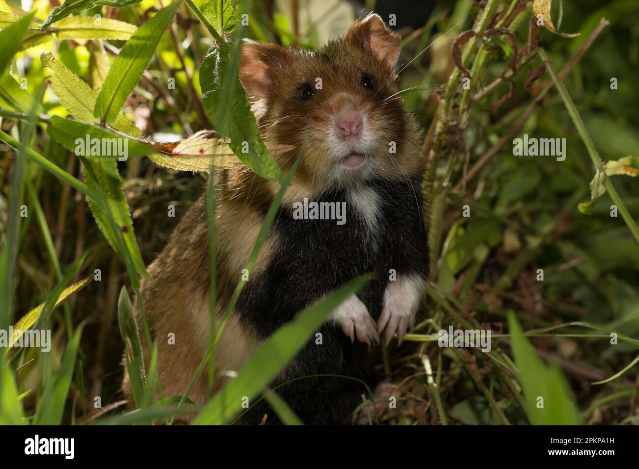 European Hamster (Cricetus cricetus), adult, male, Europe Stock Photo ...