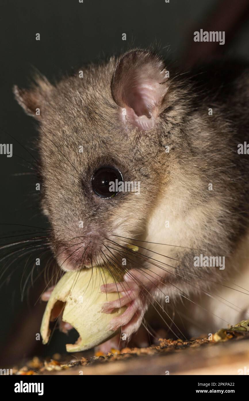 Fat dormouse, edible dormouse (Glis glis), adult, eating hazel nut ...