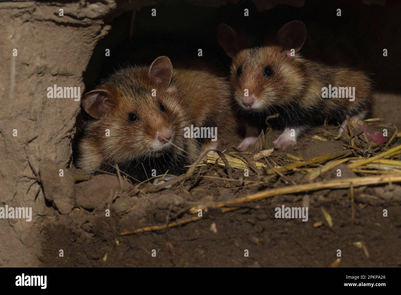 European Hamster (Cricetus cricetus), juveniles in under-earth burrow ...