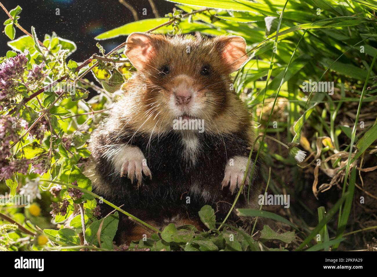 European Hamster (Cricetus cricetus), adult, male, Europe Stock Photo ...