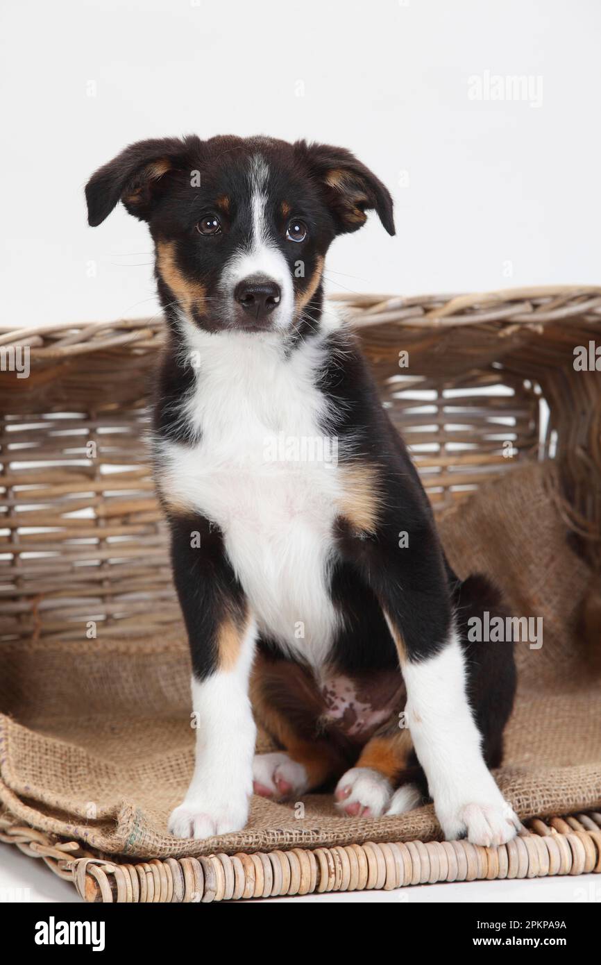 Border Collie, puppy, 10 weeks Stock Photo - Alamy