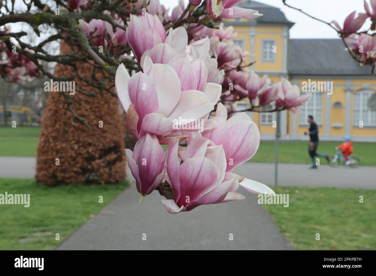 Magnolia family hi-res stock photography and images - Alamy
