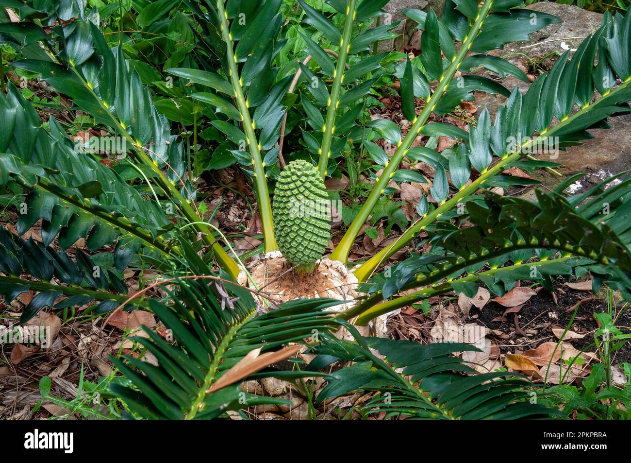 Sydney Australia, encephalartos arenarius or dune cycad which is native ...