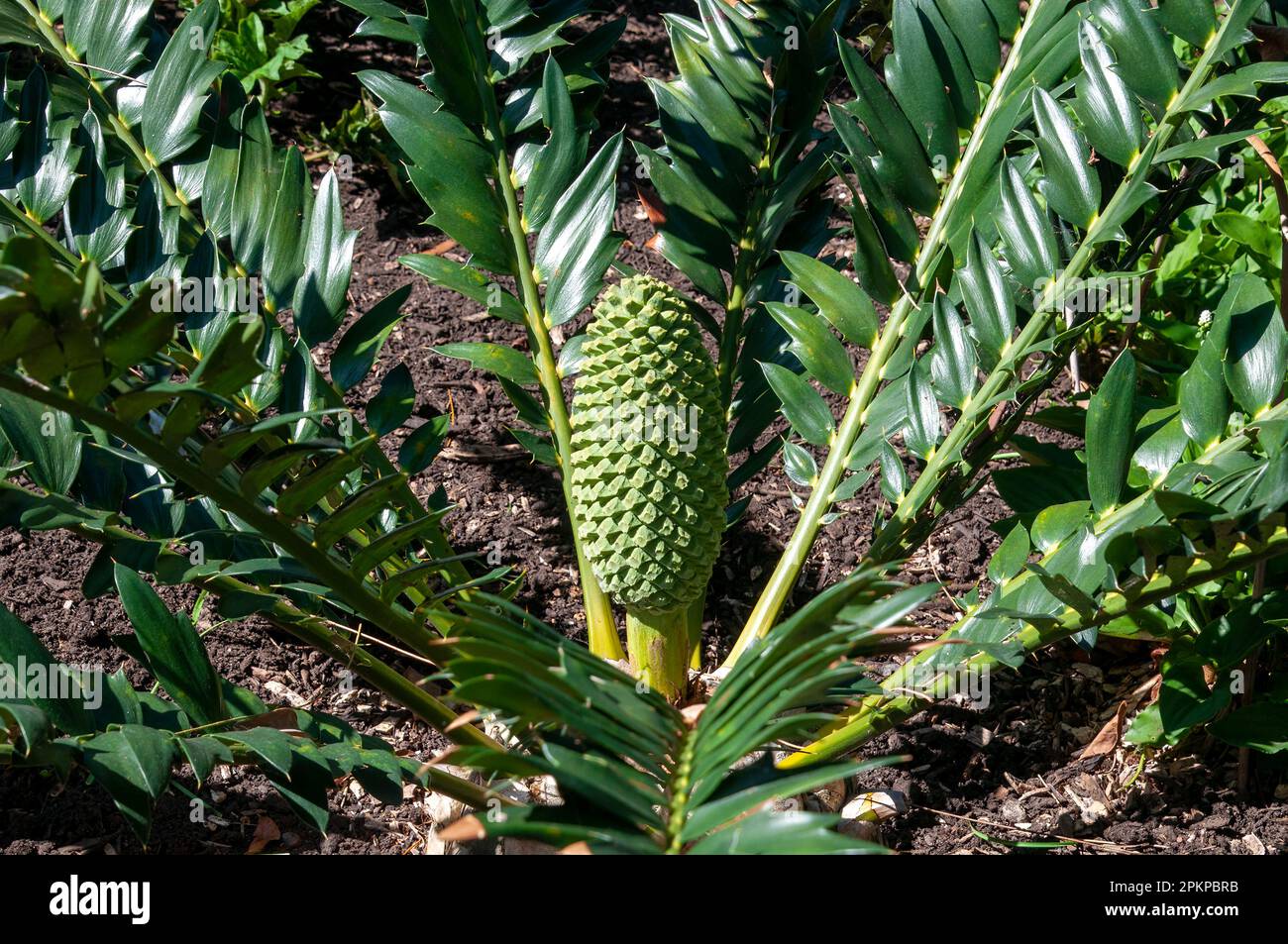 Sydney Australia, encephalartos arenarius or dune cycad which is native ...