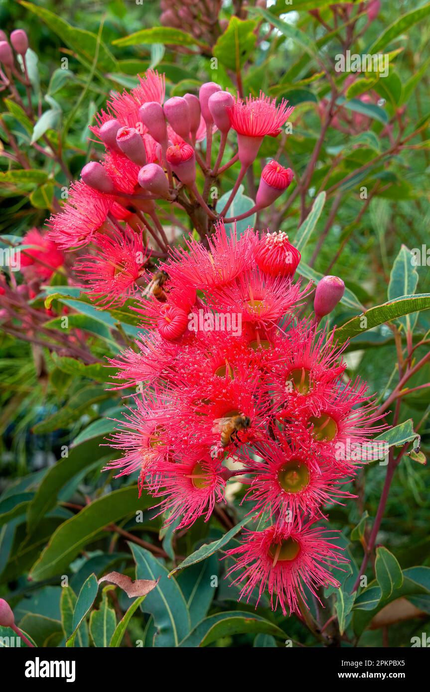 Sydney Australia, bee hovering near pink flowers of a corymbia ...