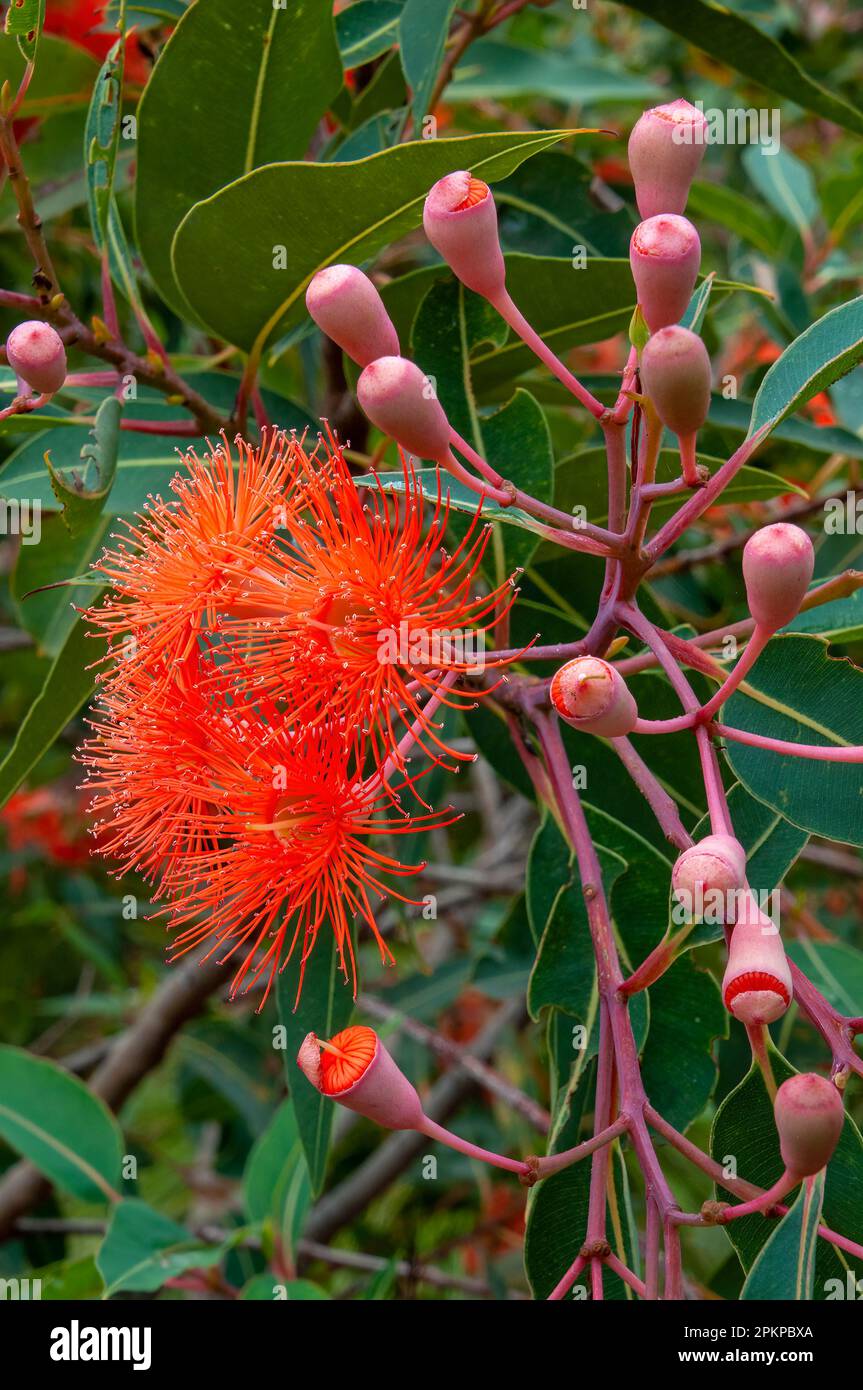 Sydney Australia, flowers and buds of a corymbia ficifolia 'Baby Orange ...