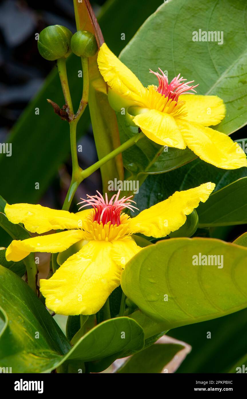 Sydney Australia, yellow flower with pink spiky centre of the golden ...