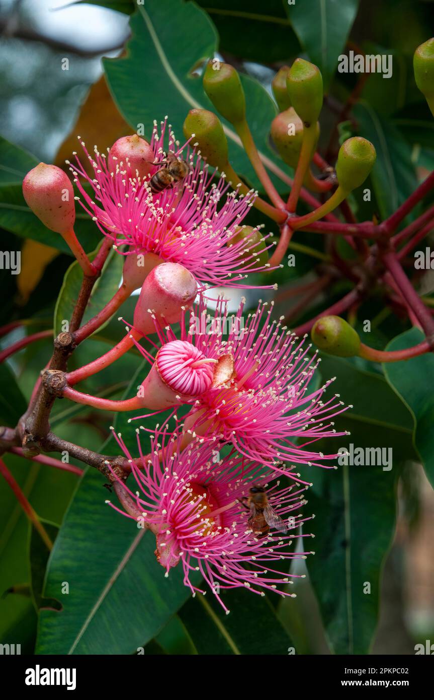 Sydney Australia, branch of pink flowers of an Australian native ...