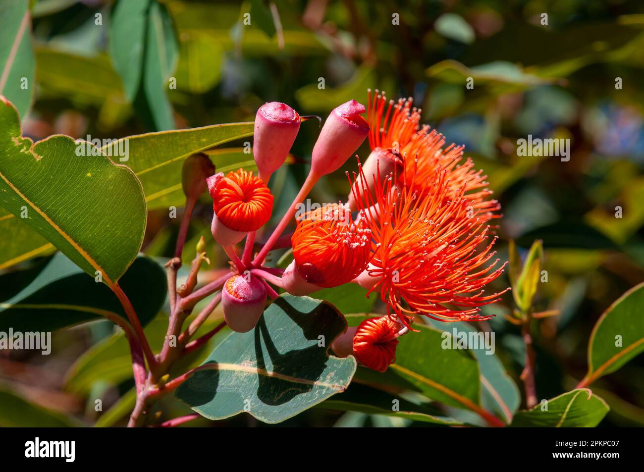 Sydney Australia, flowers and buds of a corymbia ficifolia 'Baby Orange ...
