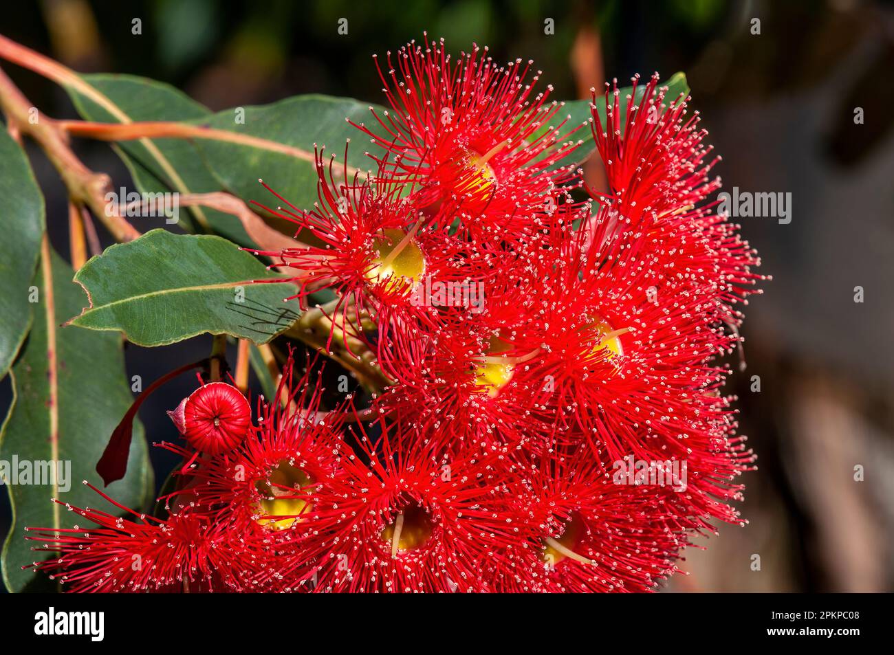 Sydney Australia, red flowers of an Australian native flowering gum ...