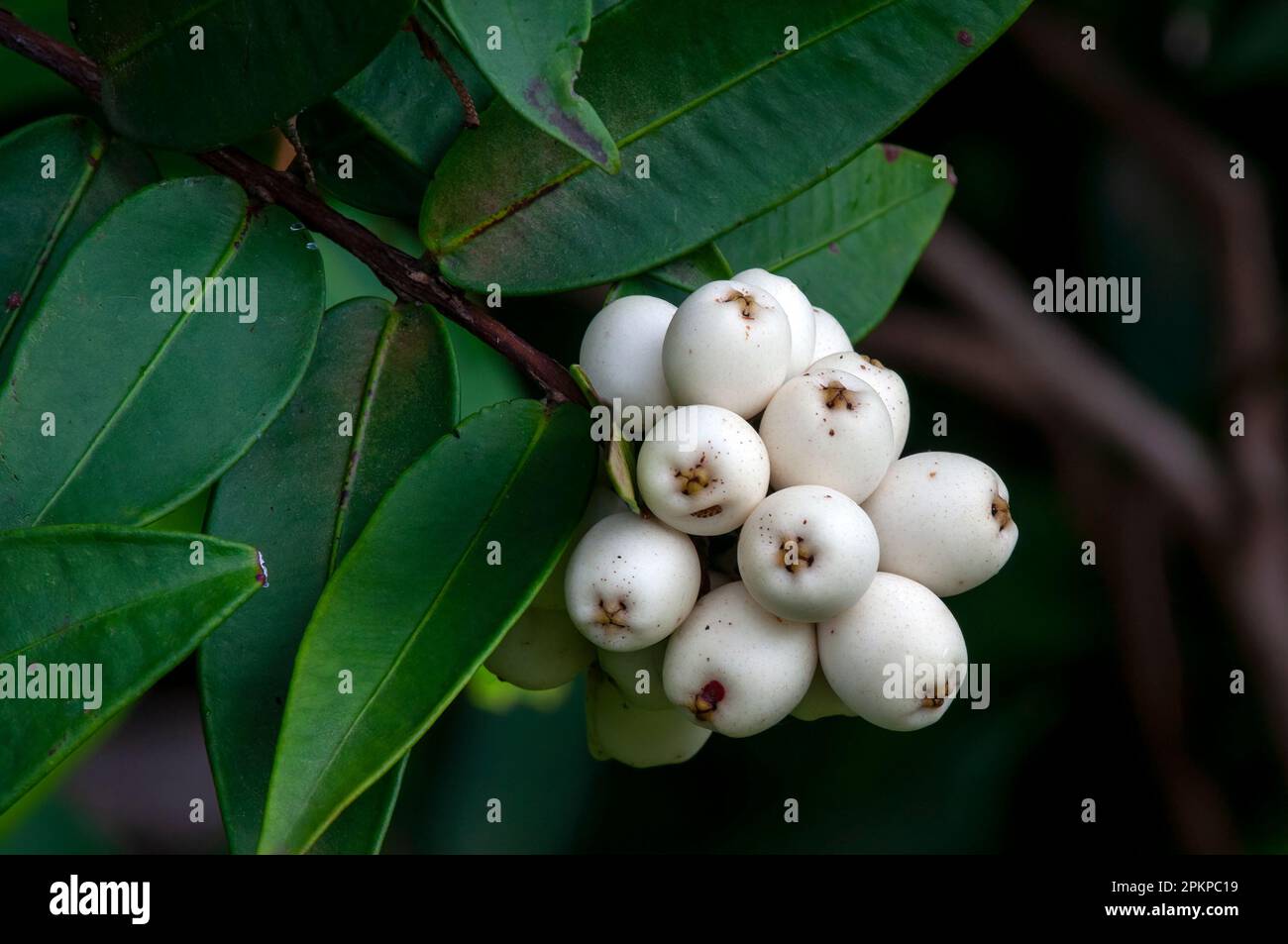 Sydney Australia, white berries of Austromyrtus dulcis or midgen berry ...
