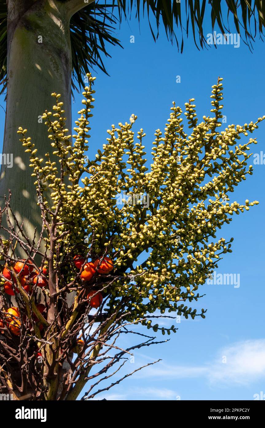 Sydney Australia, fruit of a wodyetia bifurcata, the foxtail palm ...