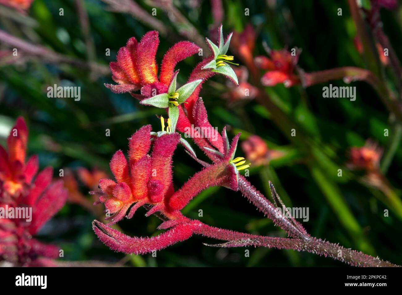 Sydney Australia, open flowers of a red kangaroo paw plant Stock Photo ...