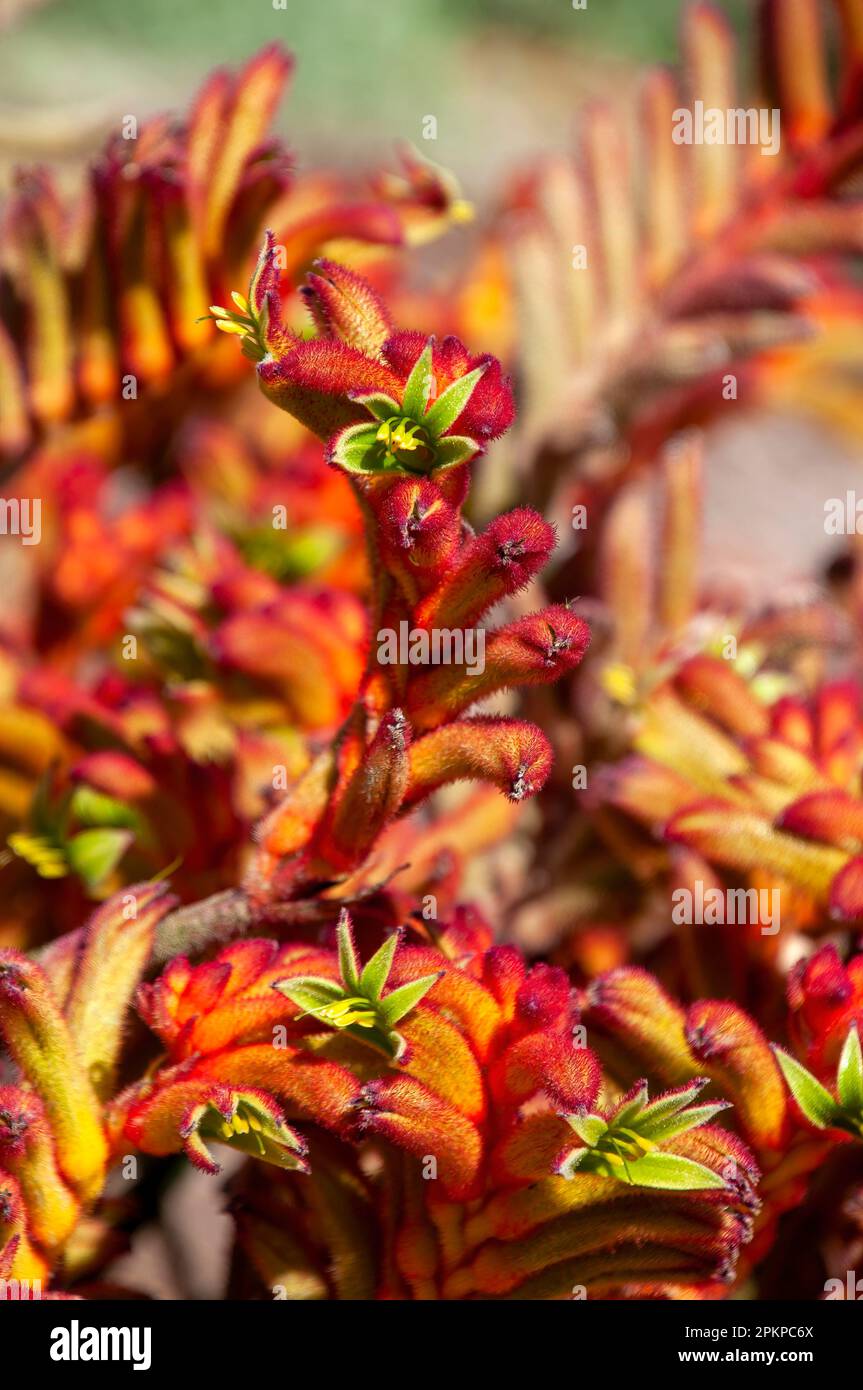 Sydney Australia, open flowers of a orange kangaroo paw plant with ...