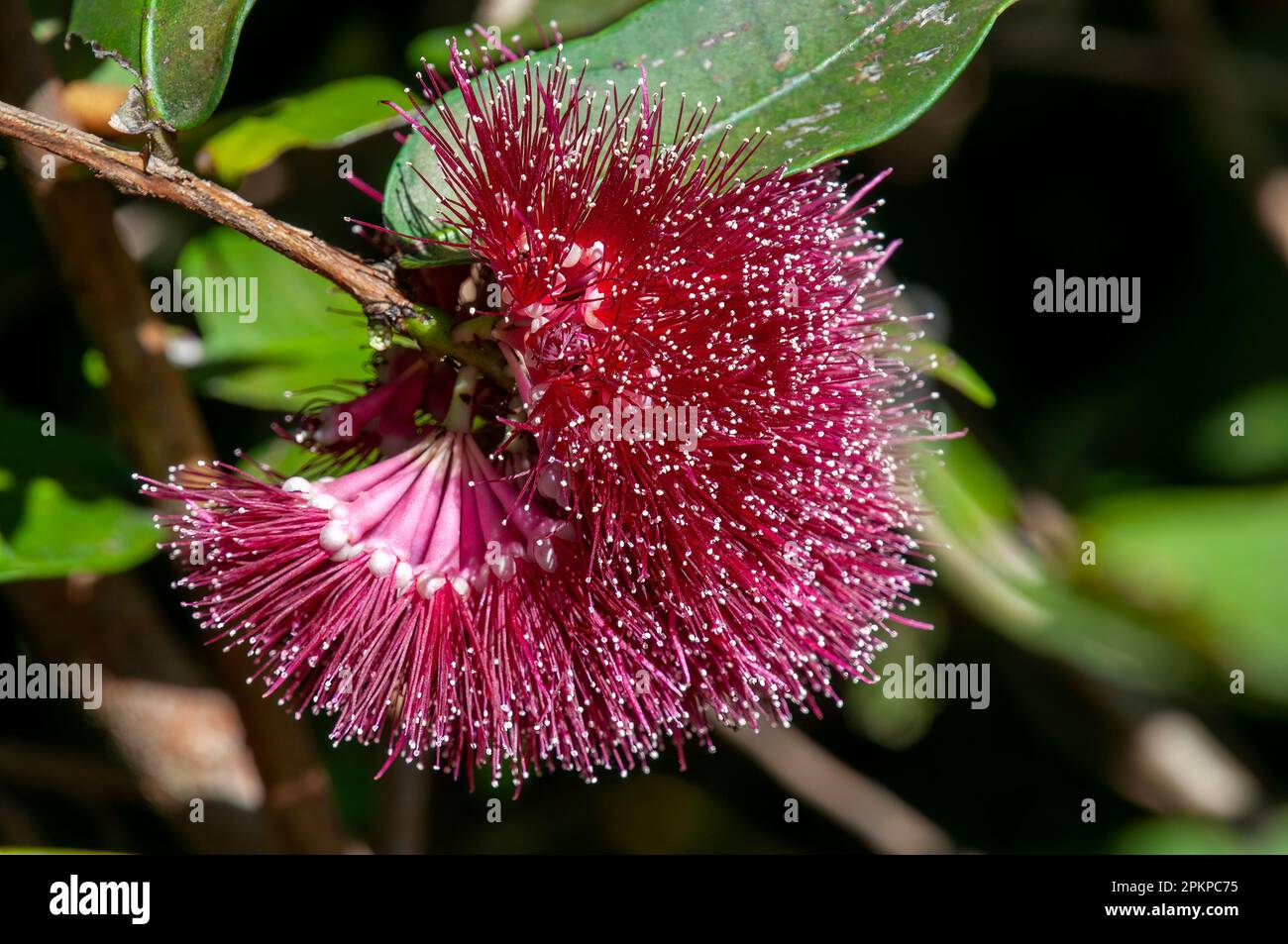 Sydney Australia, flowers of a powder-puff lillipilly native to north ...