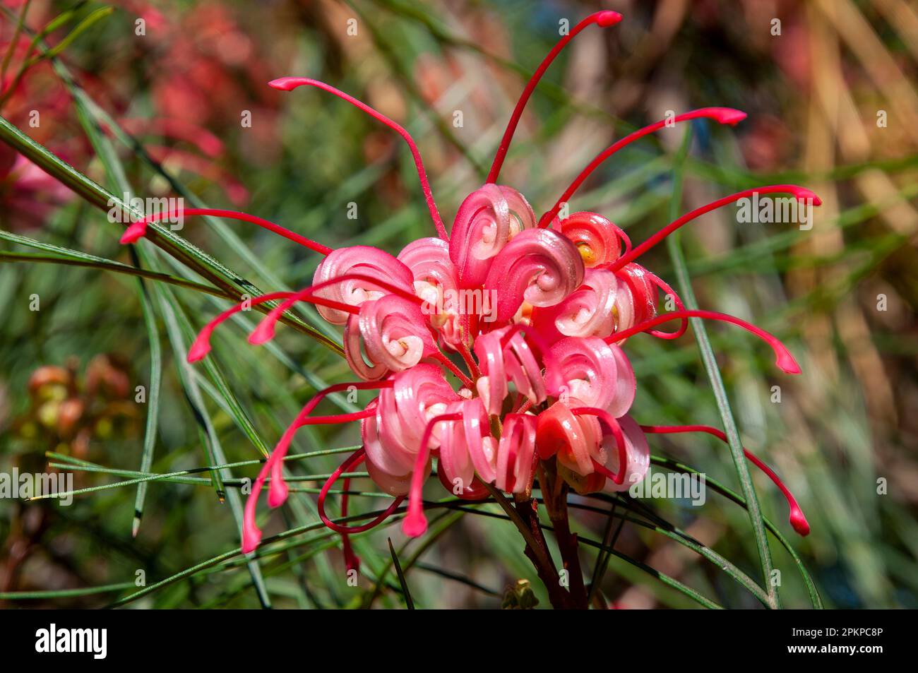 Sydney Australia, pink flowers of a johnson's grevillea an Australian ...
