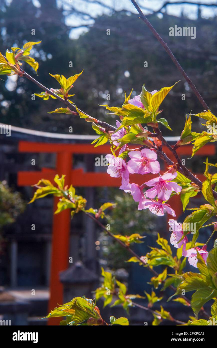 Shrine and cherry blossoms hi-res stock photography and images - Alamy