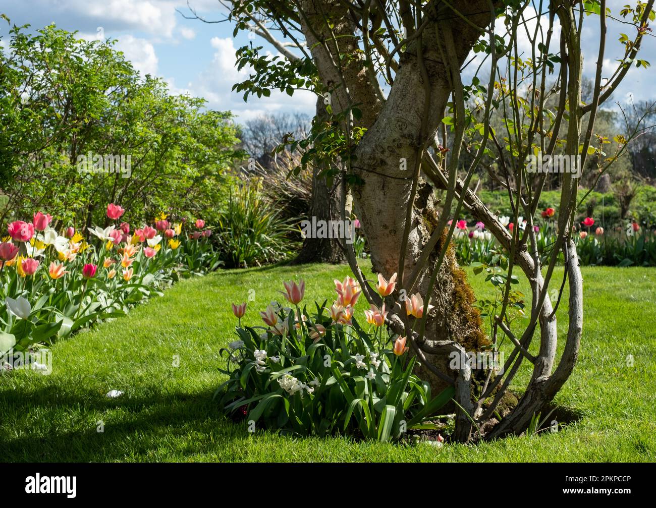 Colourful tulips in a garden on Chiswick Mall, west London UK ...
