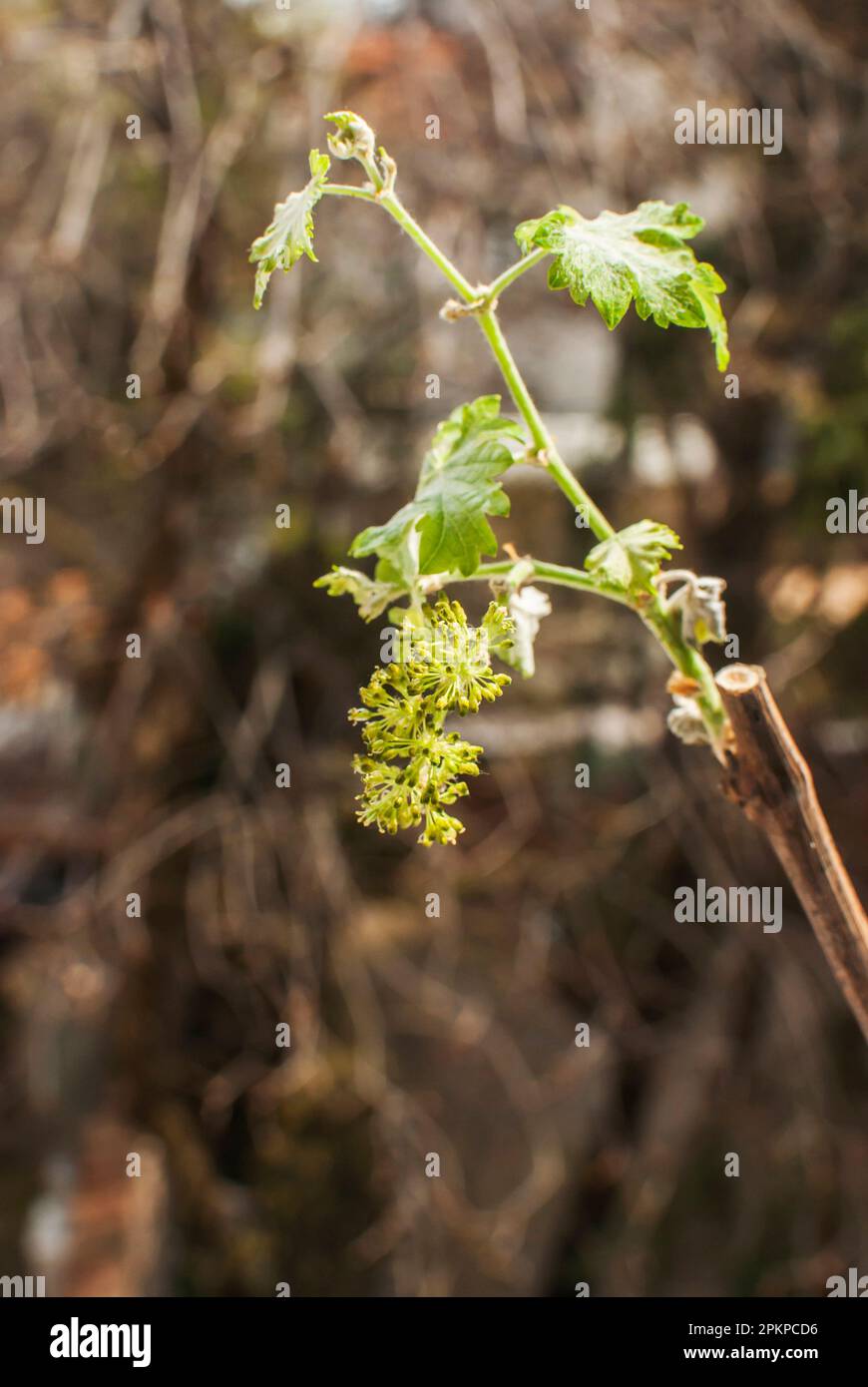 Spring vine buds sprouting with young leaves Stock Photo - Alamy