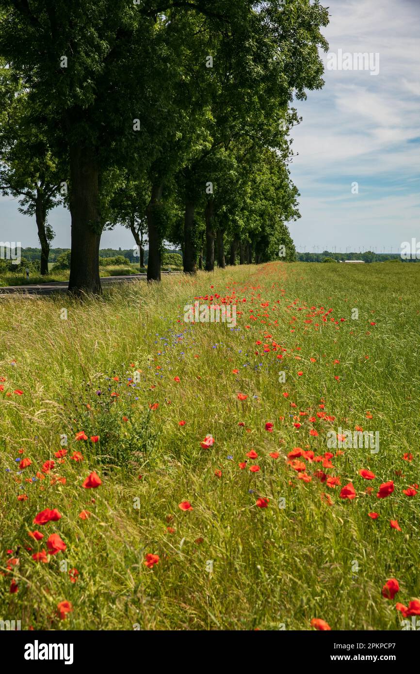 Red poppies in a roadside meadow. Poland, Europe Stock Photo - Alamy
