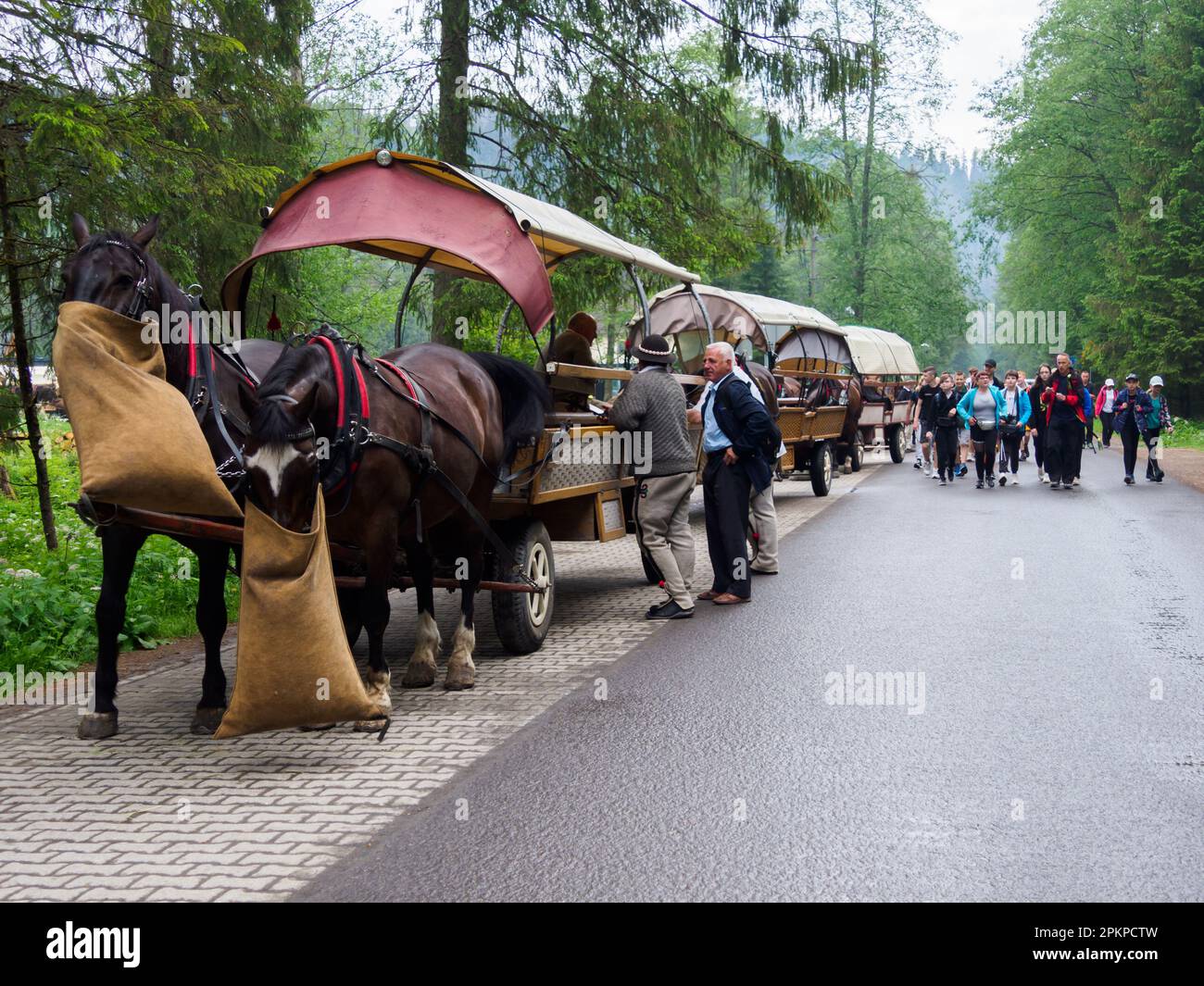 Palenica Białczańska, Poland - June 2022: Horses and britzka waiting ...