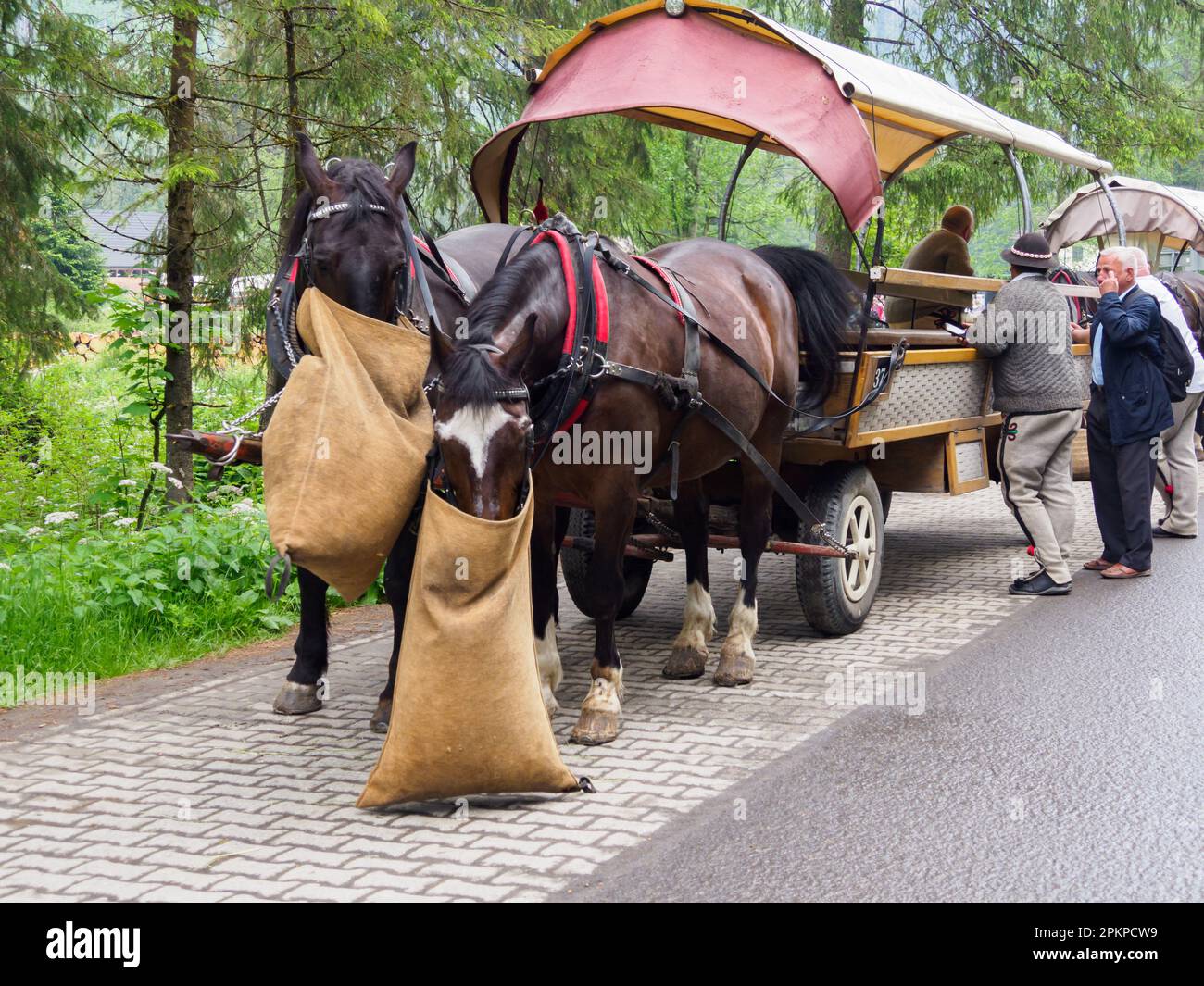 Palenica Białczańska, Poland - June 2022: Horses and britzka waiting ...