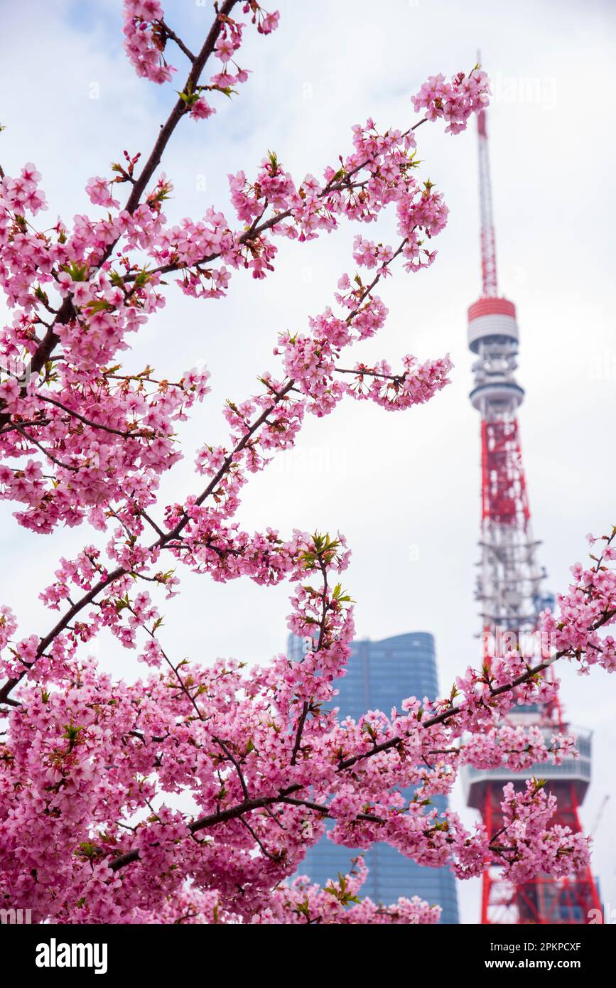 Tokyo Tower and Cherry Blossoms, Japan Stock Photo - Alamy