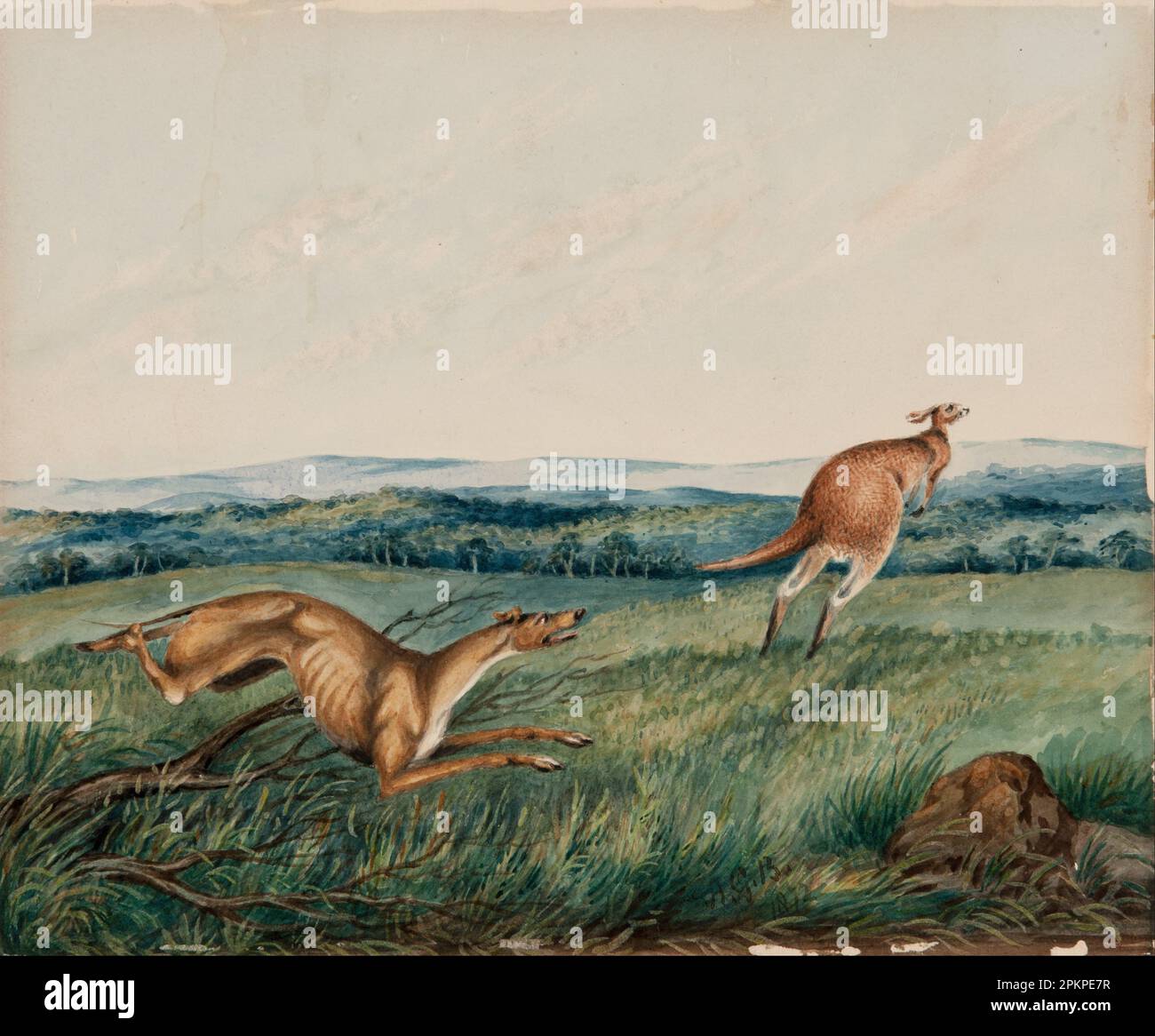 Dog chasing a kangaroo 1872 by Adam Gustavus Ball Stock Photo - Alamy