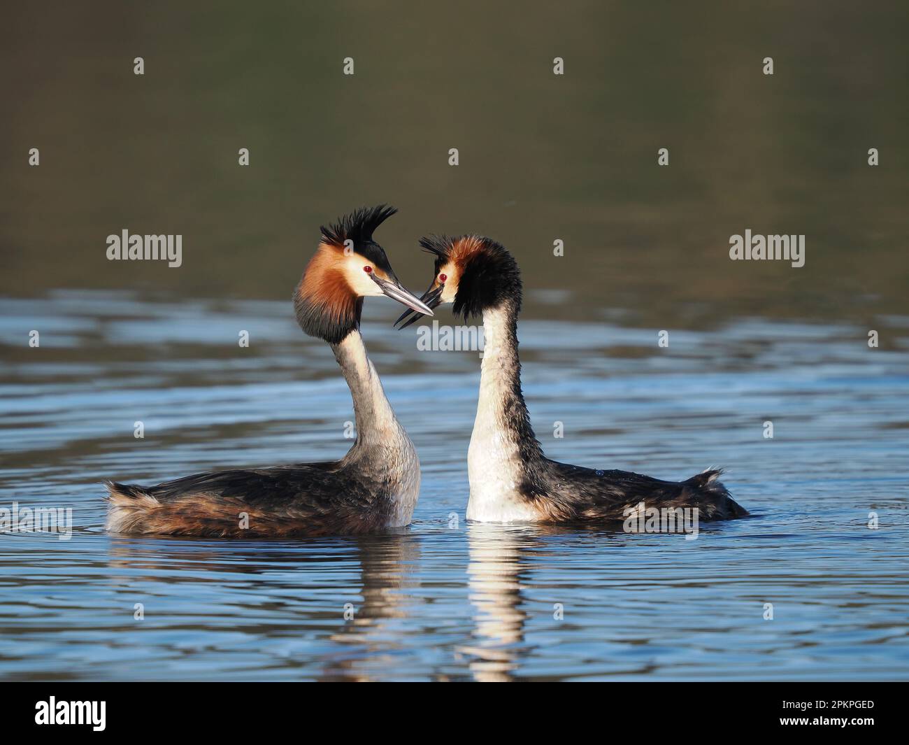 March and April are courtship and breeding time for great crested ...